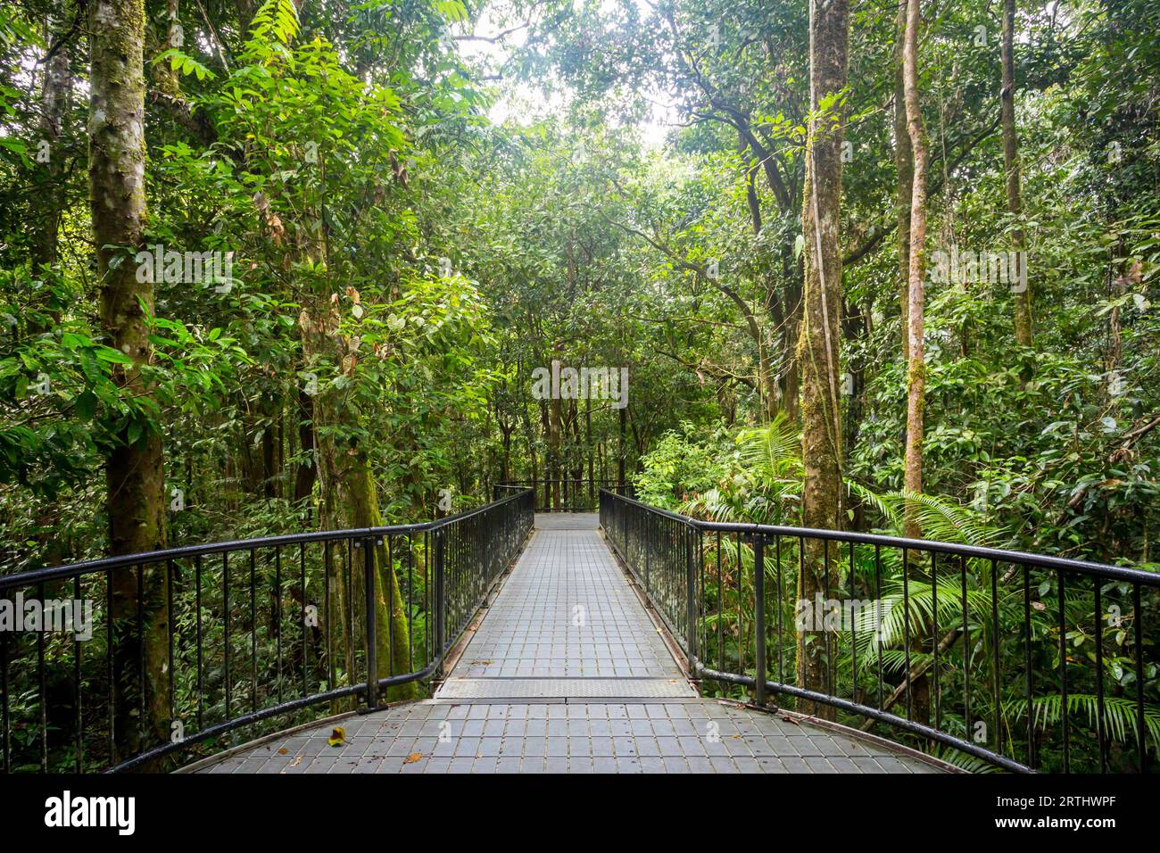Footpath thru dense rainforest in Mossman Gorge, Queensland, Australia ...
