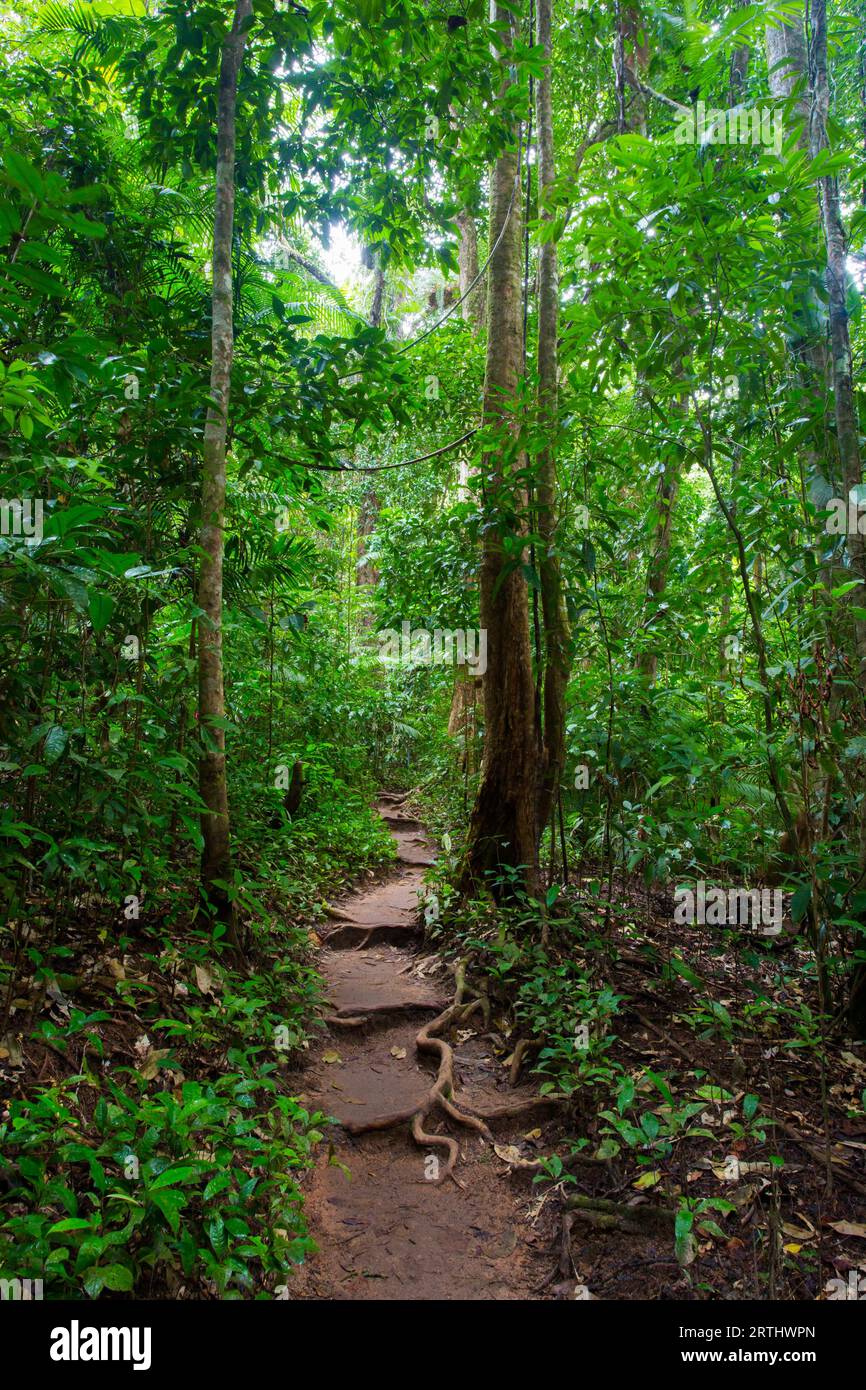 Footpath thru dense rainforest in Mossman Gorge, Queensland, Australia ...