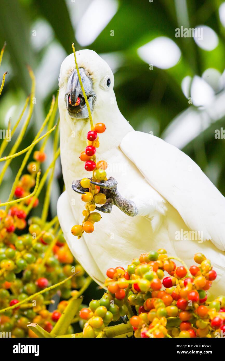 A wild yellow-crested cockatoo spotted eating on Fitzroy Island ...