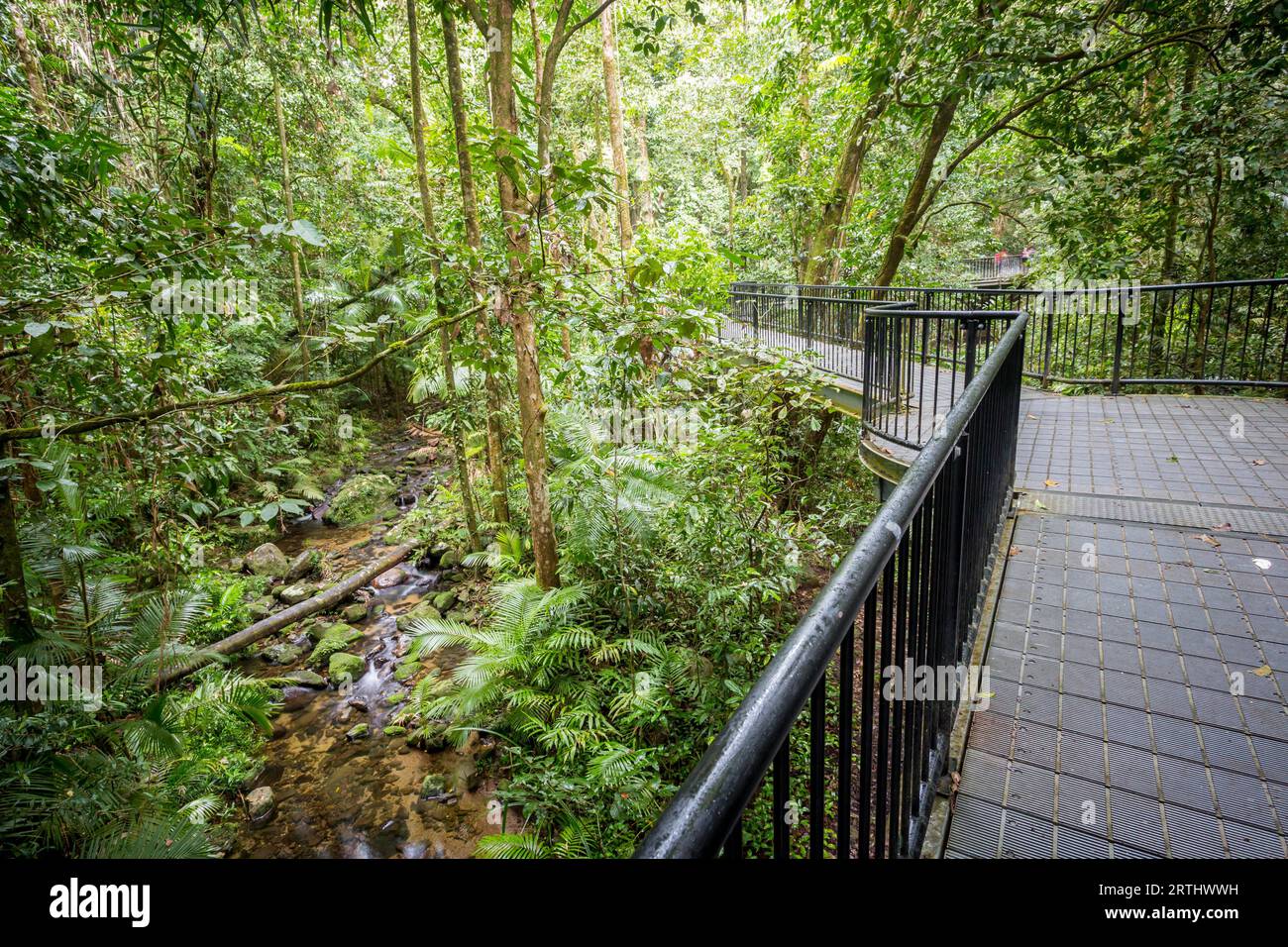 Footpath thru dense rainforest in Mossman Gorge, Queensland, Australia ...