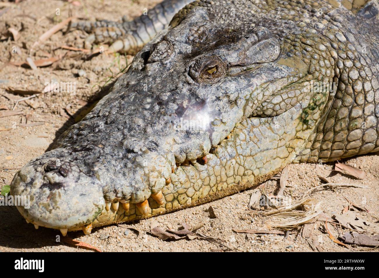 A crocodile waits patiently for prey in Queensland, Australia Stock ...