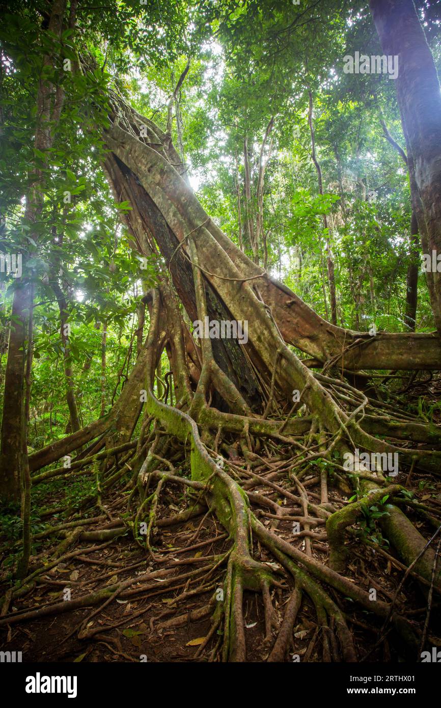 Dense australian jungle hi-res stock photography and images - Alamy