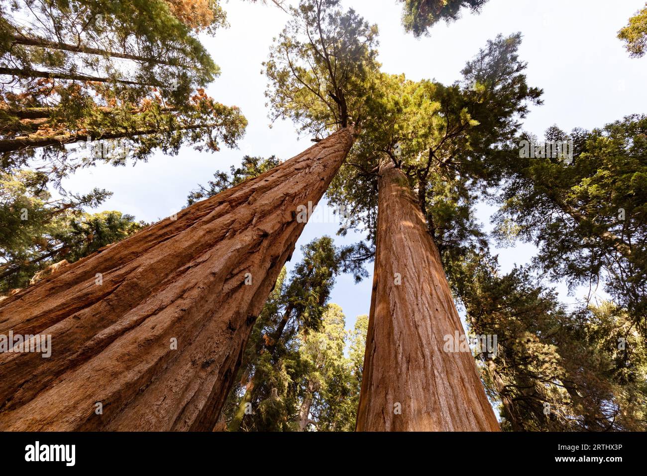 The famous Giant Forest in Sequoia National Park containing the world's largest tree, the ...