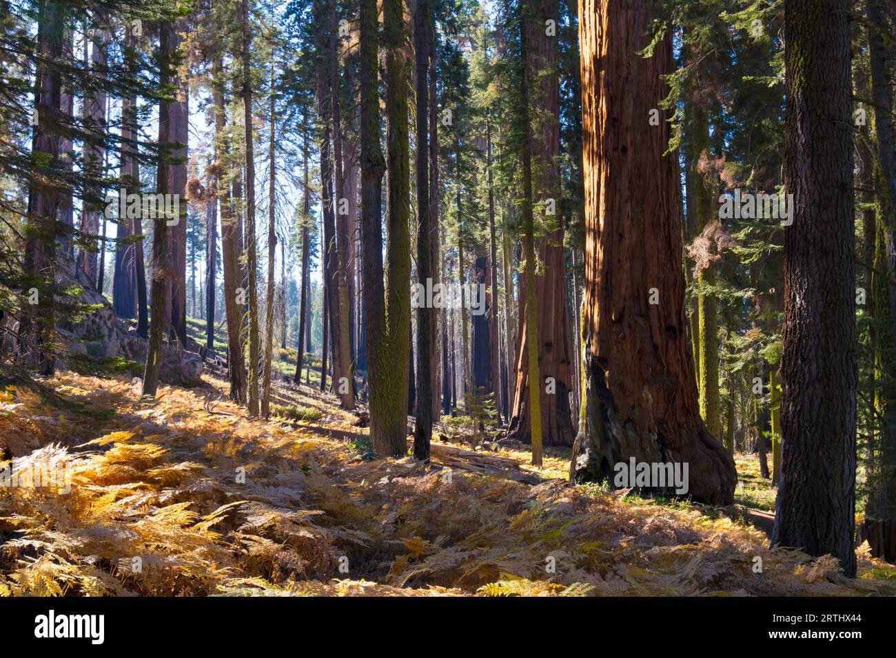 Trees surrounding Crescent Meadow picnic area in Sequoia National Park ...