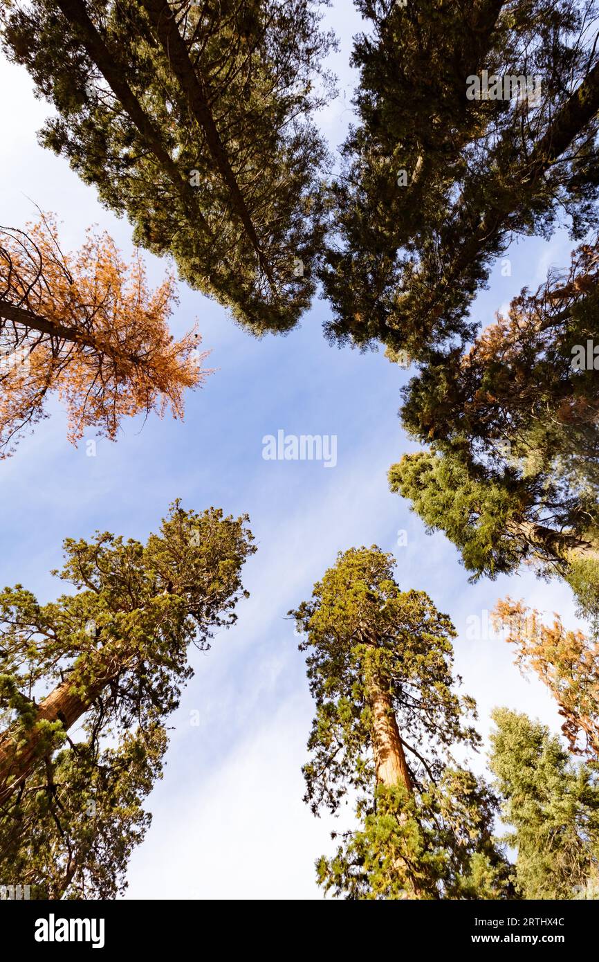 The famous Giant Forest in Sequoia National Park containing the world's ...