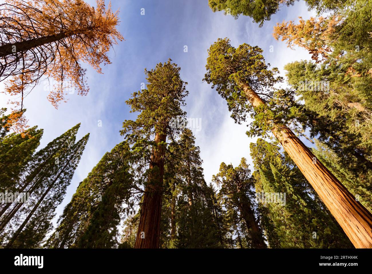 The famous Giant Forest in Sequoia National Park containing the world's ...