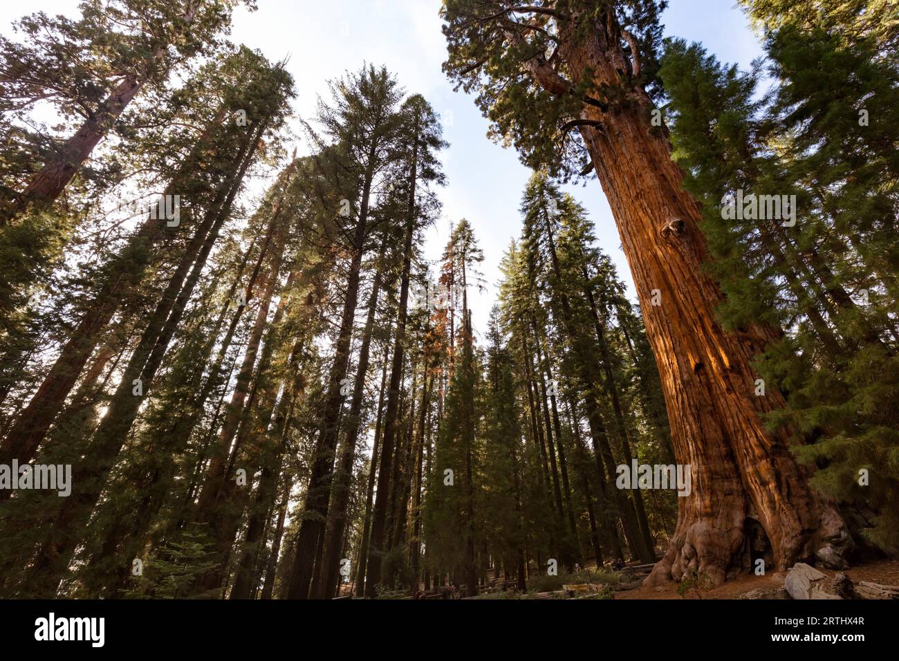 The famous Giant Forest in Sequoia National Park containing the world's ...