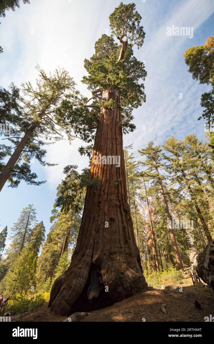 The famous General Grant tree in Sequoia National Park, California, USA ...