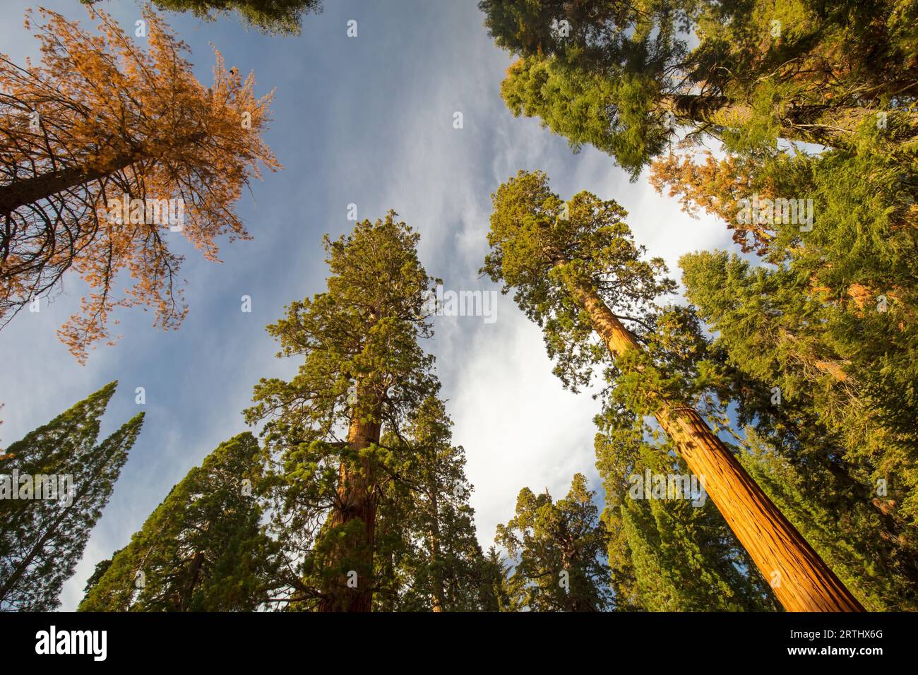 The famous Giant Forest in Sequoia National Park containing the world's ...