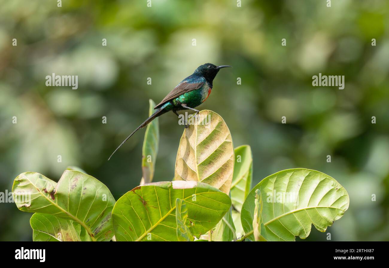 Gambia paradise beach hi-res stock photography and images - Alamy