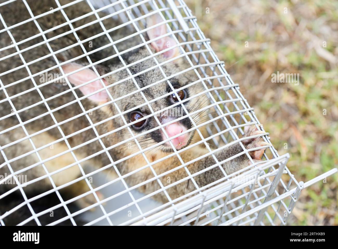 Possum in trap hi-res stock photography and images - Alamy