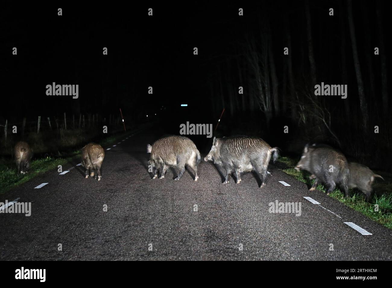 Wild boar (Sus scrofa), on a country road in the countryside, Mjölby ...