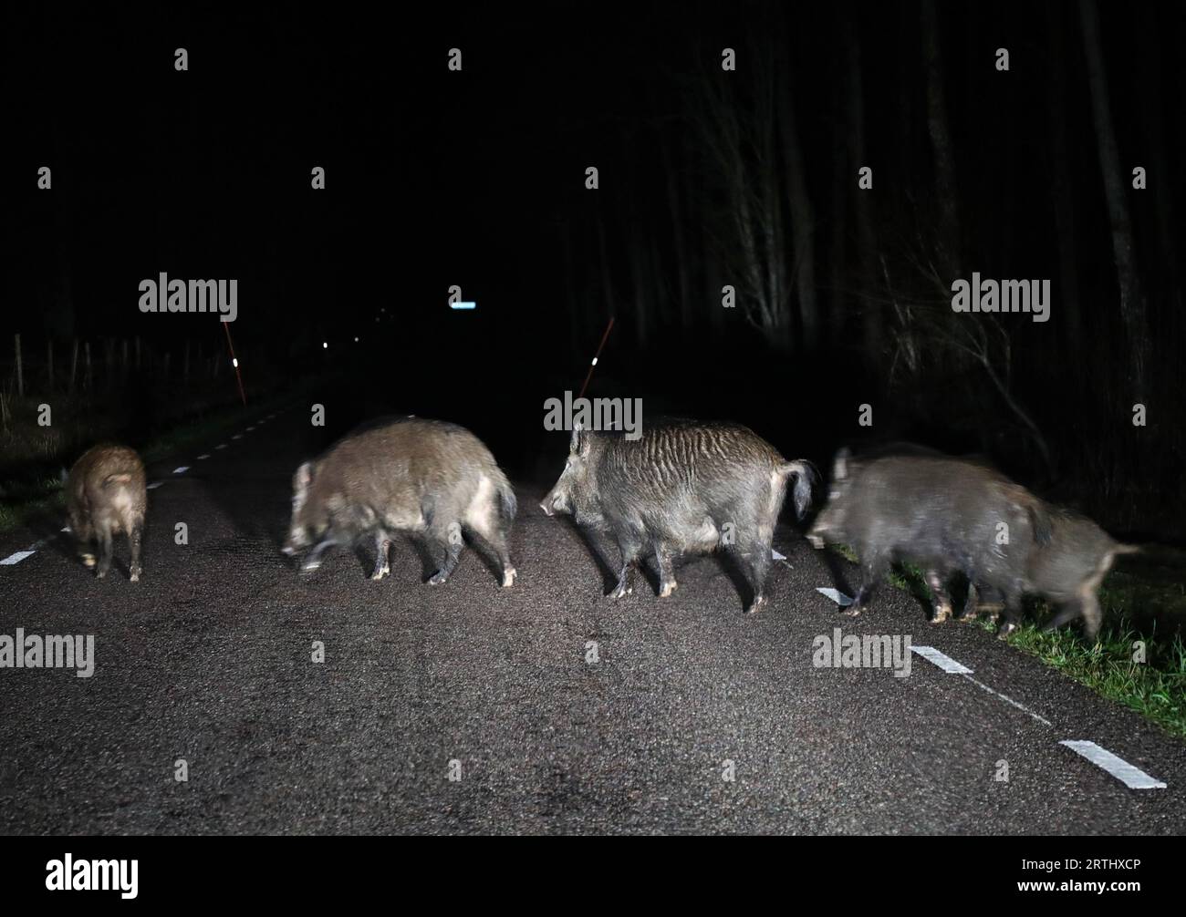 Wild boar (Sus scrofa), on a country road in the countryside, Mjölby ...
