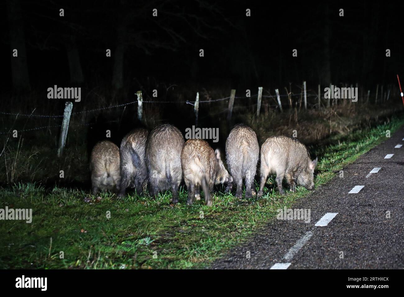 Wild boar (Sus scrofa), in the ditch along a country road in the ...