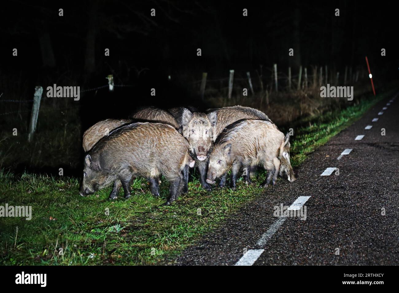 Wild boar (Sus scrofa), in the ditch along a country road in the ...
