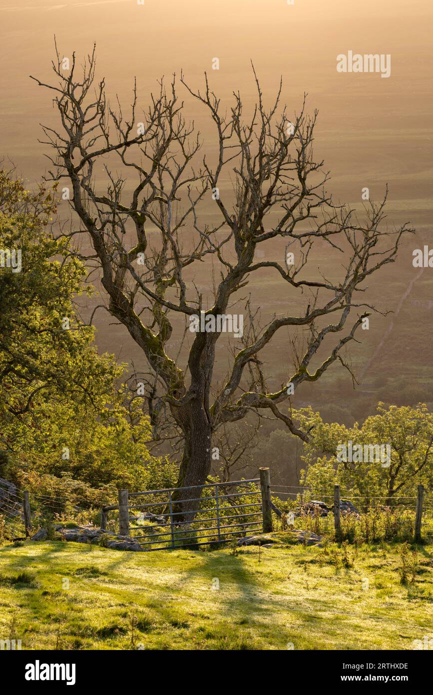 Dead ash tree (possibly caused by ash dieback, a fungal disease that is ...