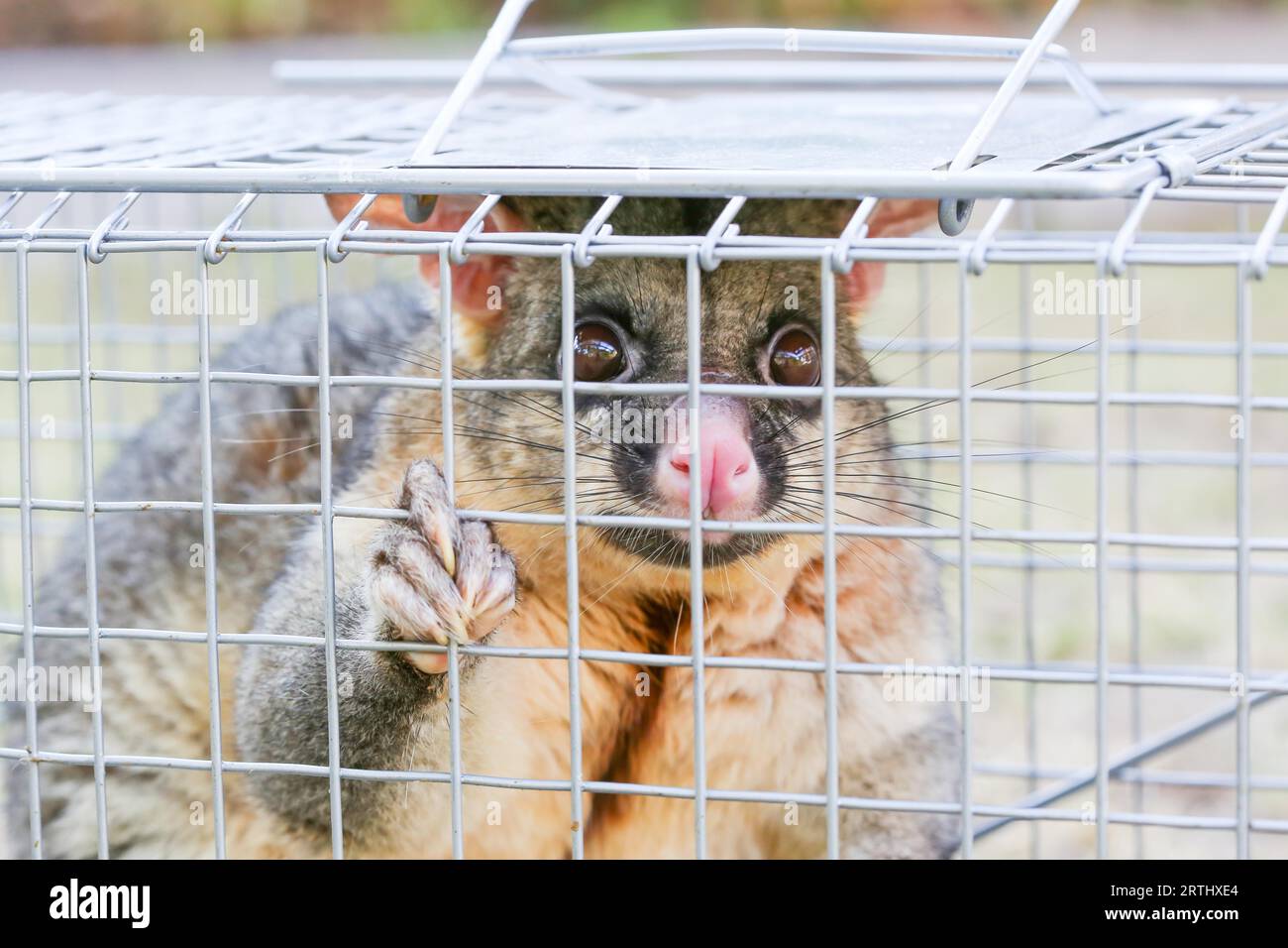 A brushtail possum is caught in a cage as a trap in Melbourne, Victoria ...