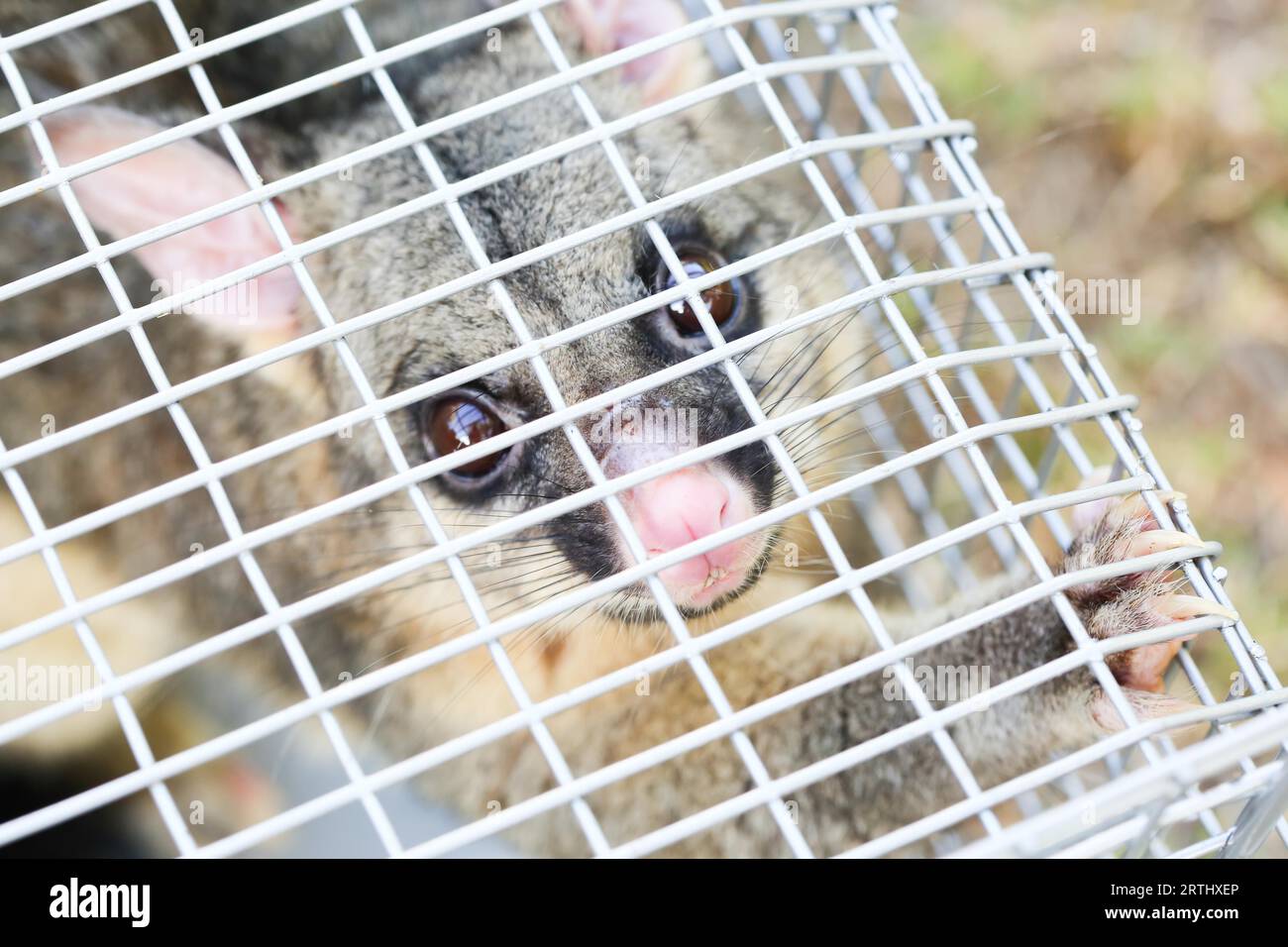 Possum in trap hi-res stock photography and images - Alamy