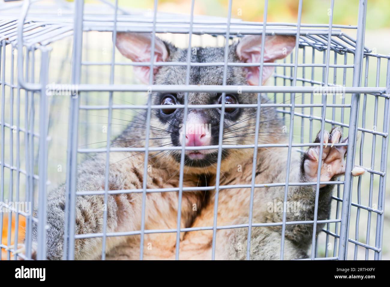 A brushtail possum is caught in a cage as a trap in Melbourne, Victoria ...