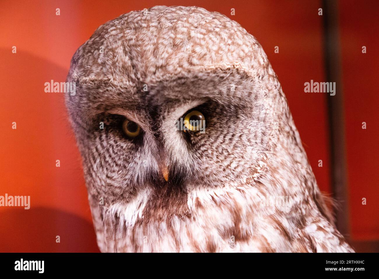 Owl evolution hi-res stock photography and images - Alamy