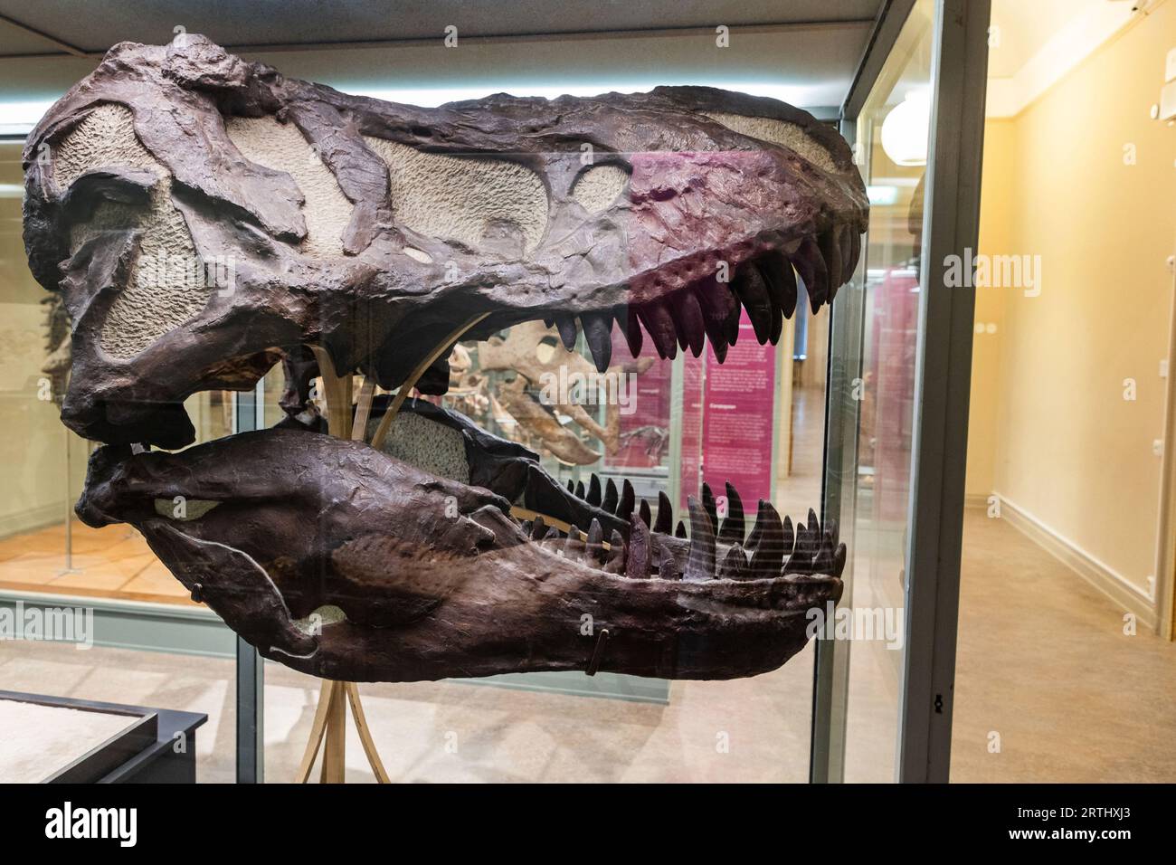 Tyrannosaurus Rex, (Location of finds: North America), at the Museum of ...
