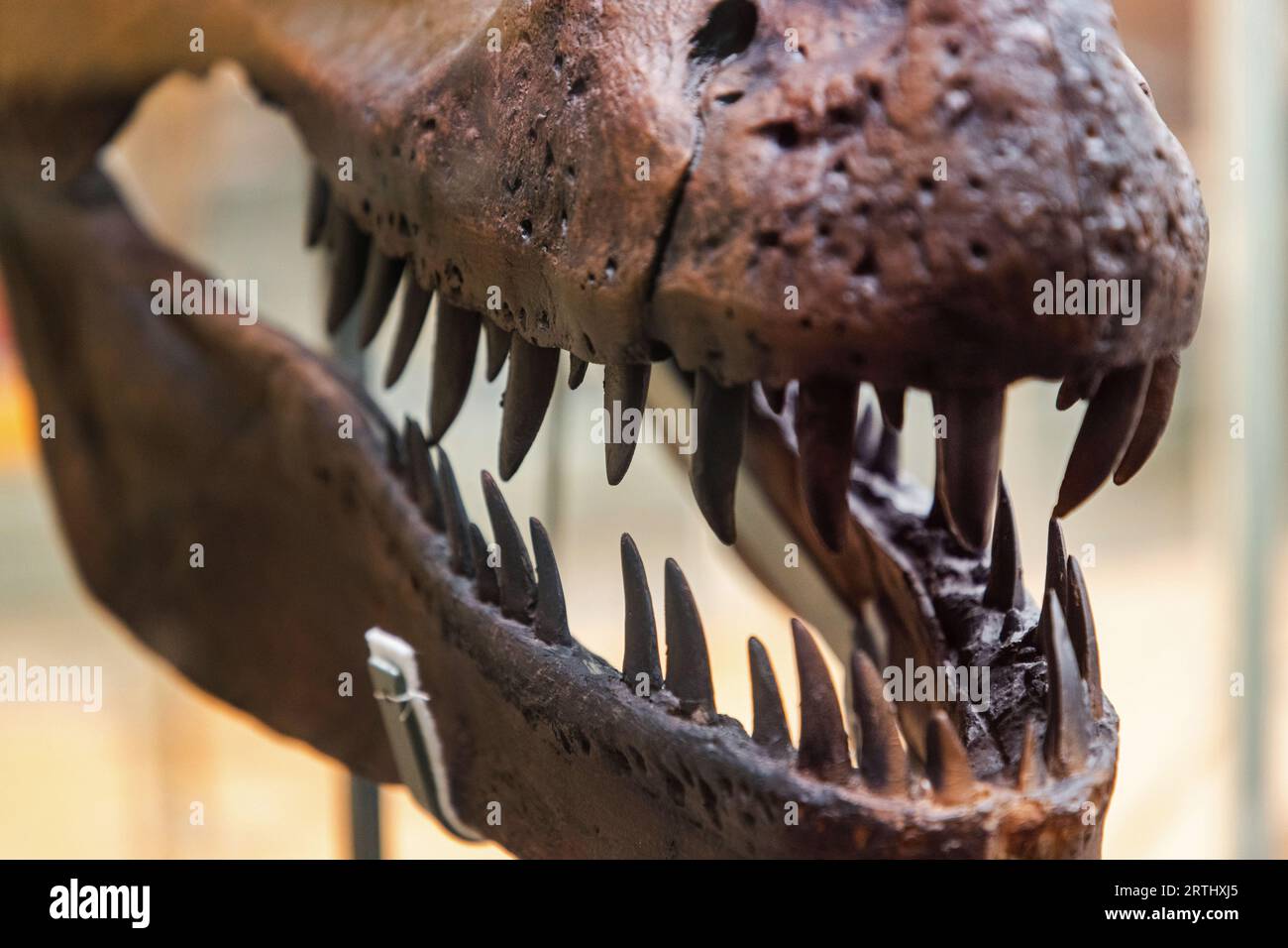 Tyrannosaurus Rex, (Location of finds: North America), at the Museum of ...