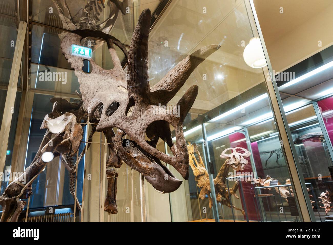 Ceratopsian hi-res stock photography and images - Alamy