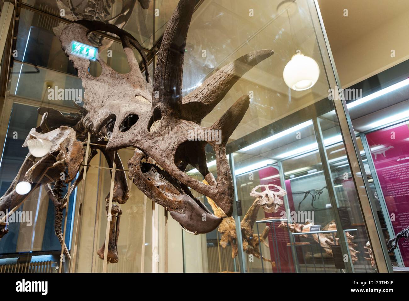 Pentaceratops Skeleton