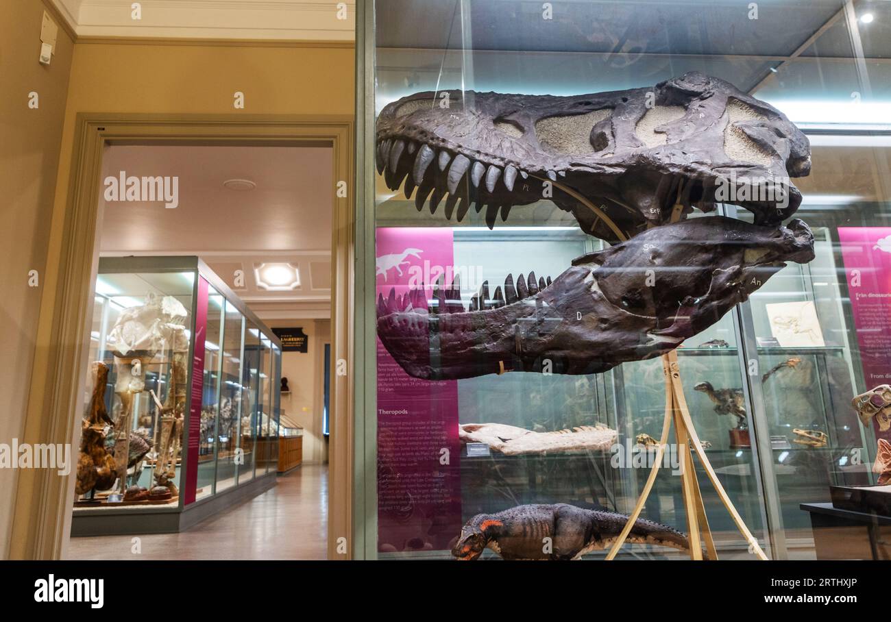 Dinosaurieskelett hi-res stock photography and images - Alamy