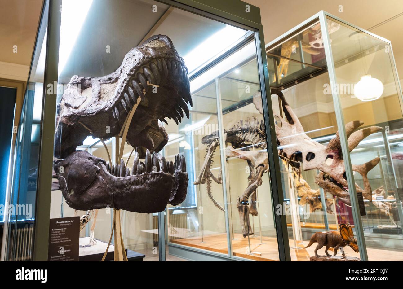 Tyrannosaurus Rex, (Location of finds: North America), at the Museum of ...