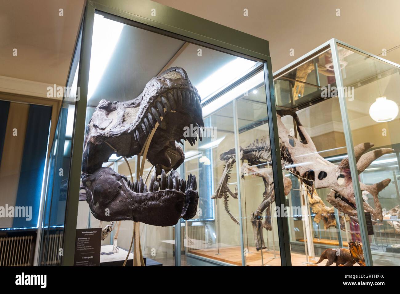 Tyrannosaurus Rex, (Location of finds: North America), at the Museum of ...
