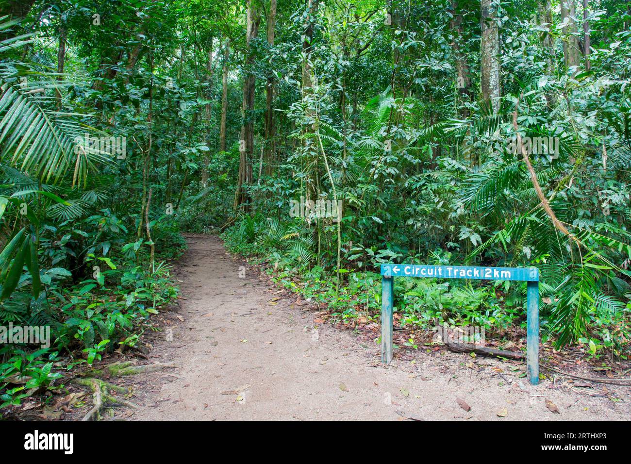 Footpath thru dense rainforest in Mossman Gorge, Queensland, Australia ...