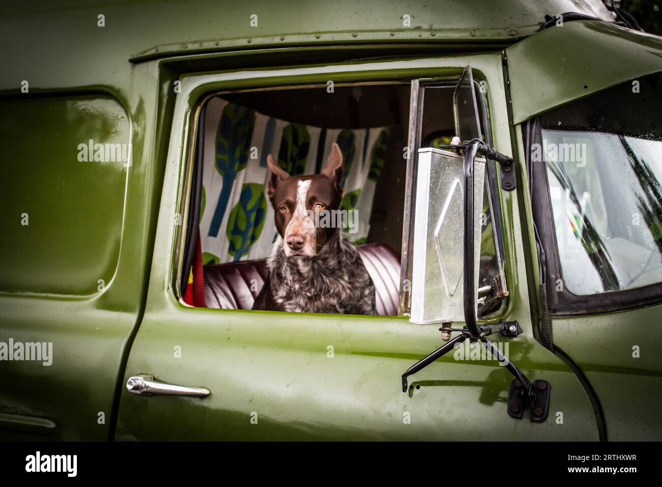 An Australian Kelpie dog spotted in the driver's seat of an old classic ...