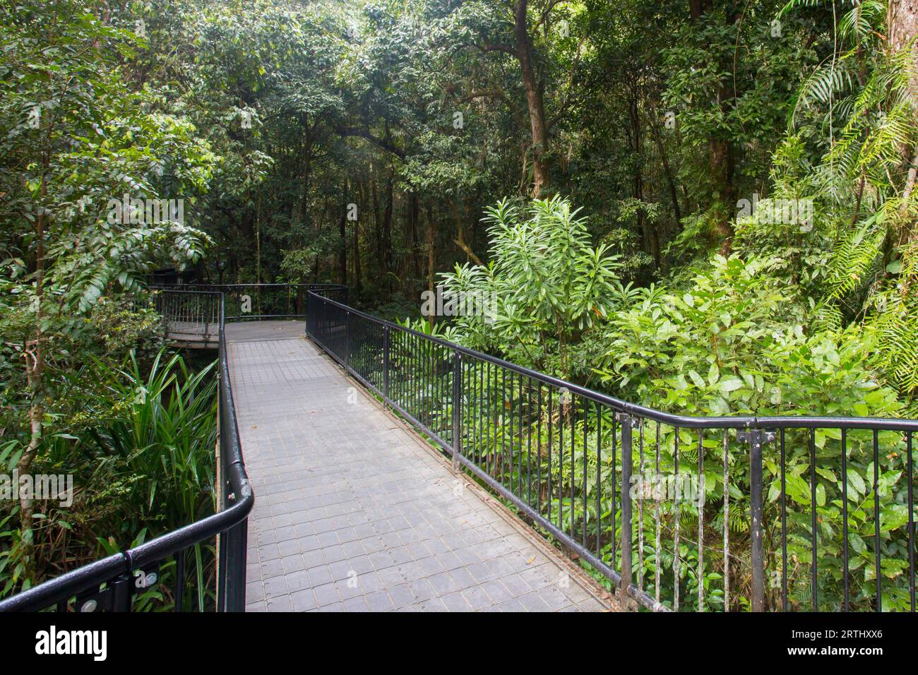 Footpath thru dense rainforest in Mossman Gorge, Queensland, Australia ...