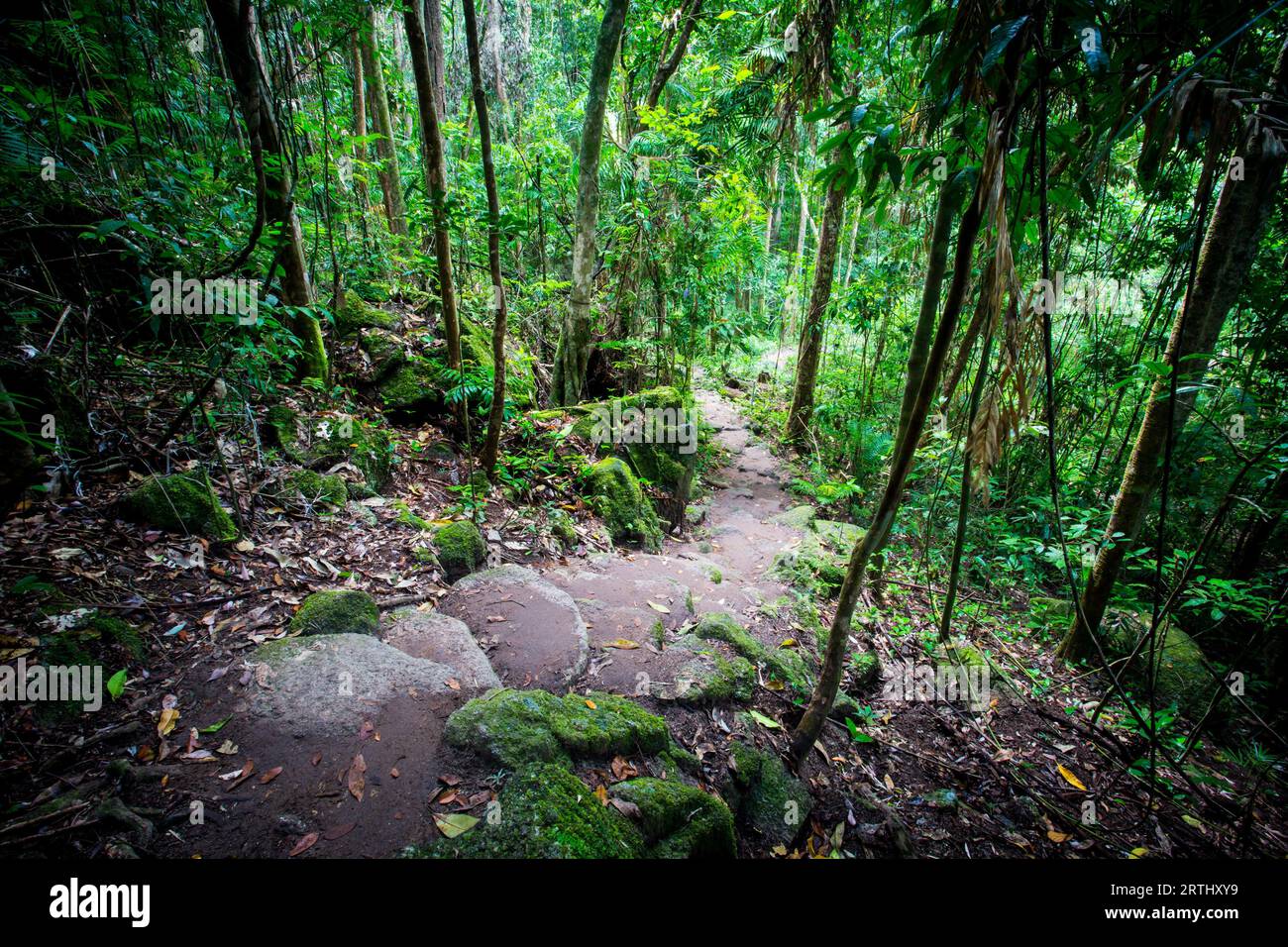 Footpath thru dense rainforest in Mossman Gorge, Queensland, Australia ...