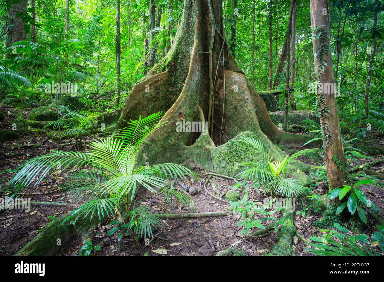 Dense australian jungle hi-res stock photography and images - Alamy