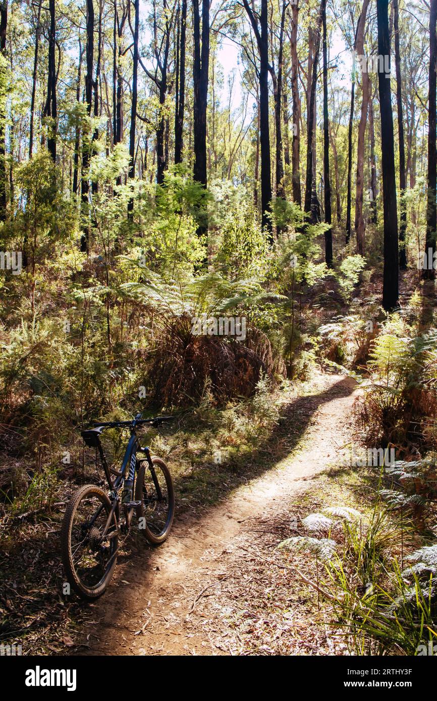 The popular Buxton mountain bike park in Black Range State forest near ...