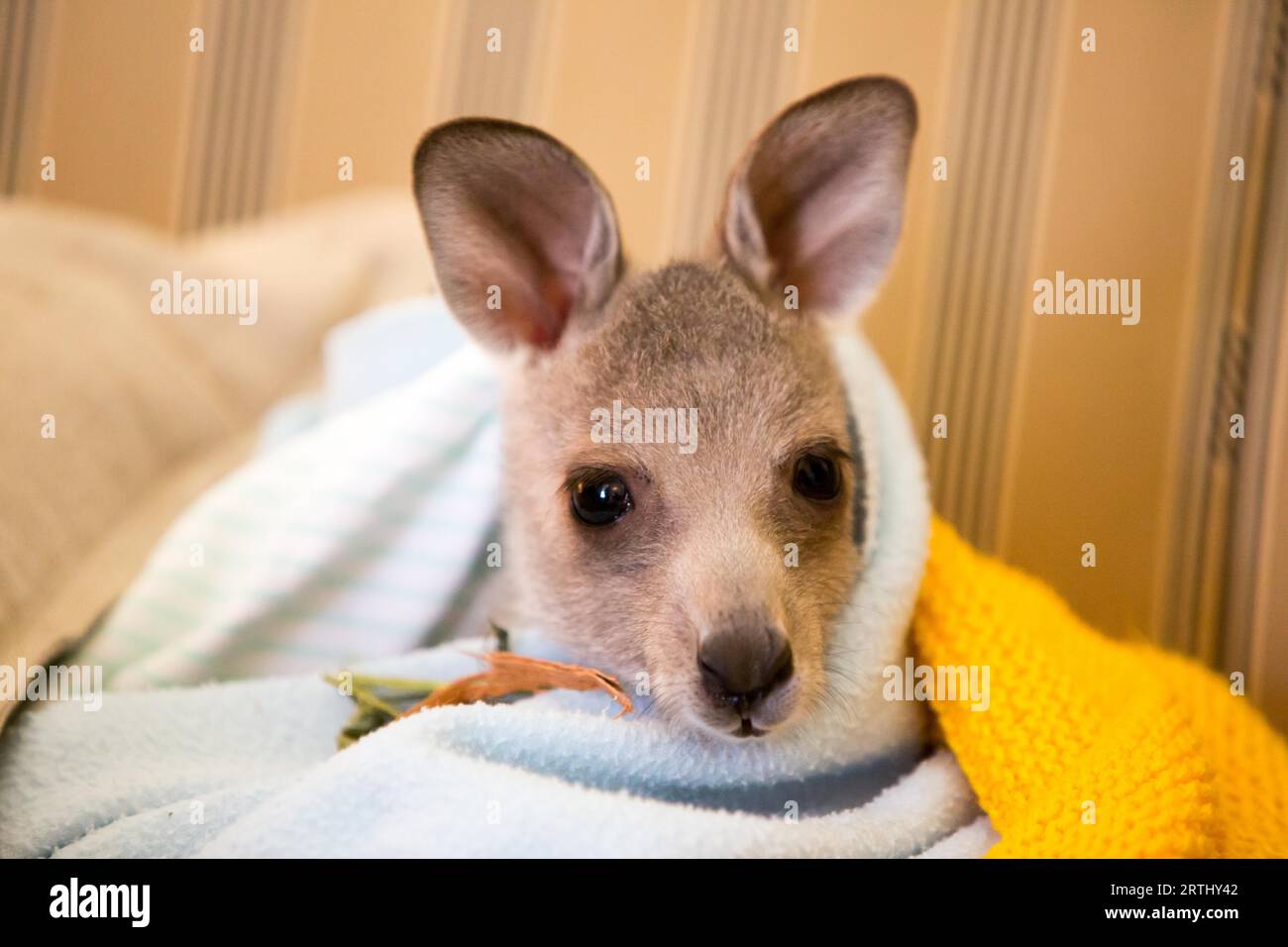 An injured kangaroo after being rescued in Victoria, Australia Stock ...