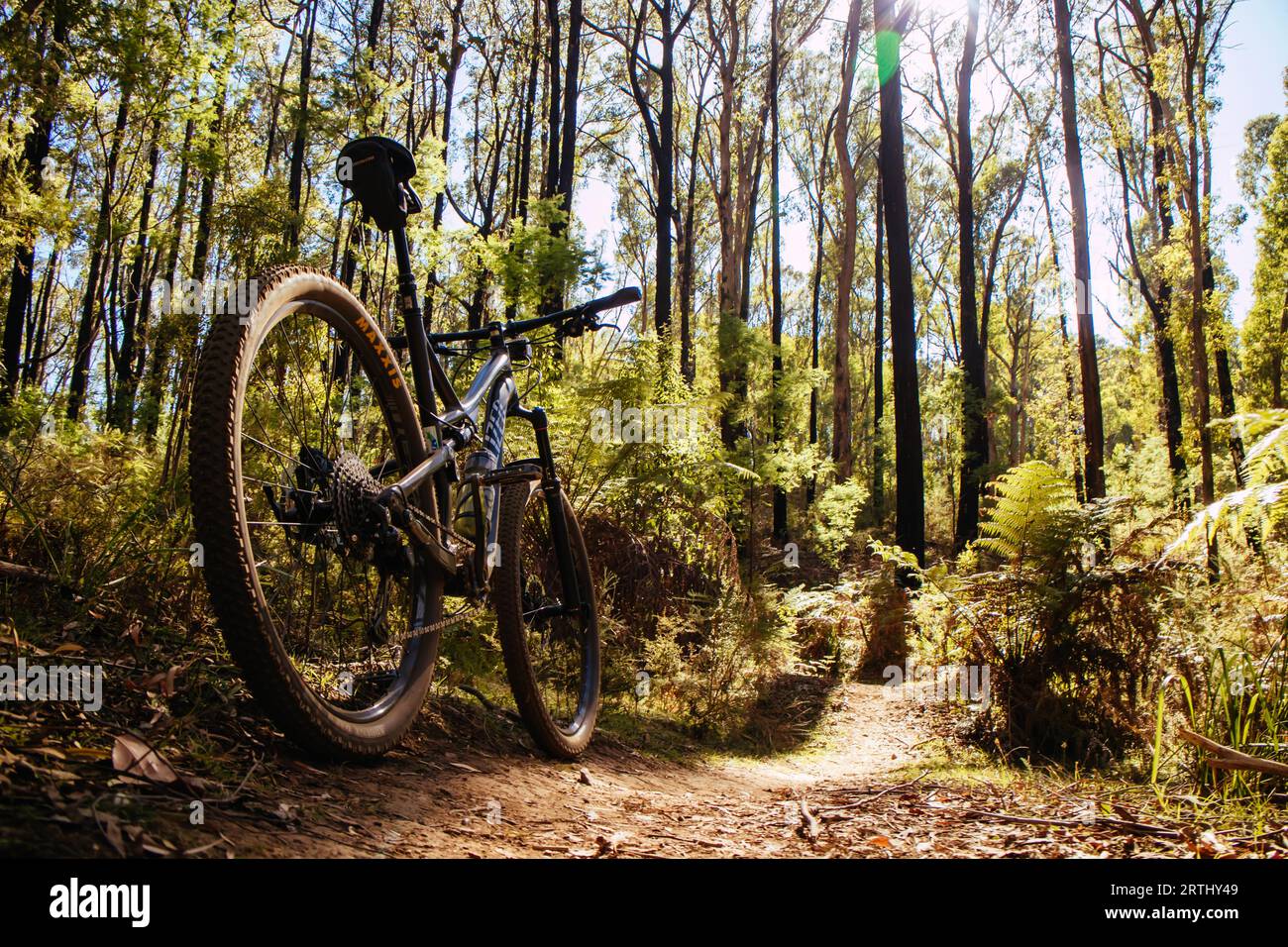 The popular Buxton mountain bike park in Black Range State forest near ...