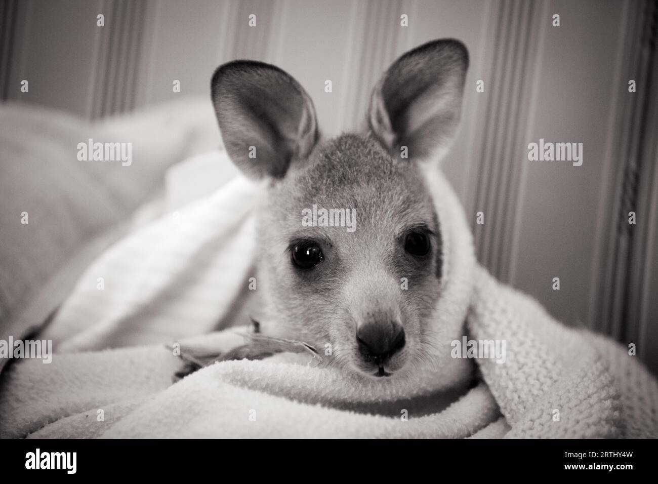 An injured kangaroo after being rescued in Victoria, Australia Stock ...