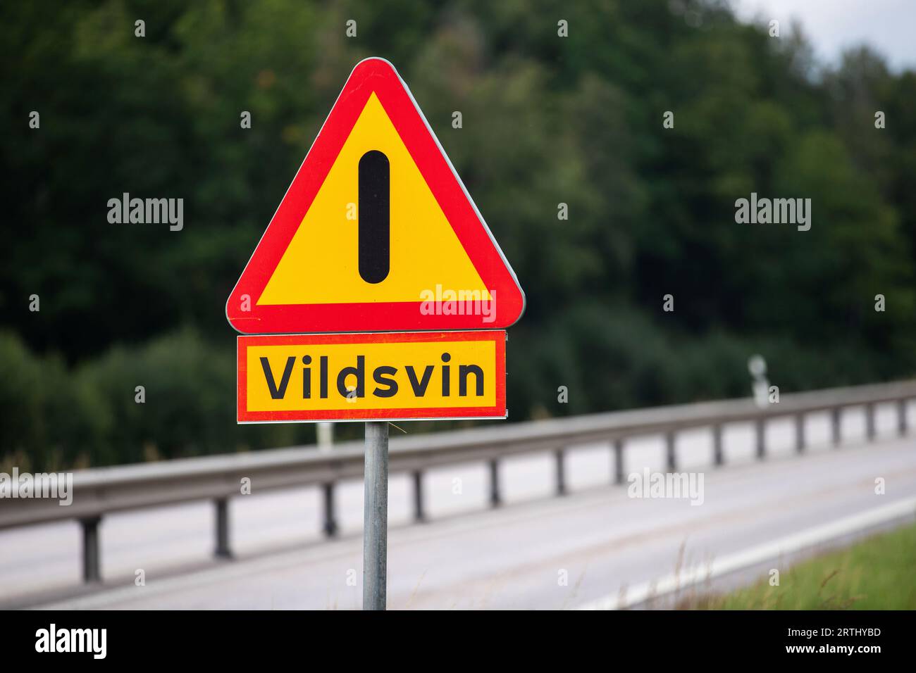 Road sign warning of wild boar (Sus scrofa Stock Photo - Alamy