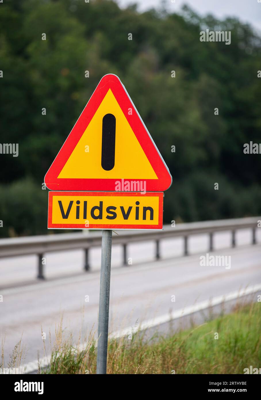 Road sign warning of wild boar (Sus scrofa Stock Photo - Alamy
