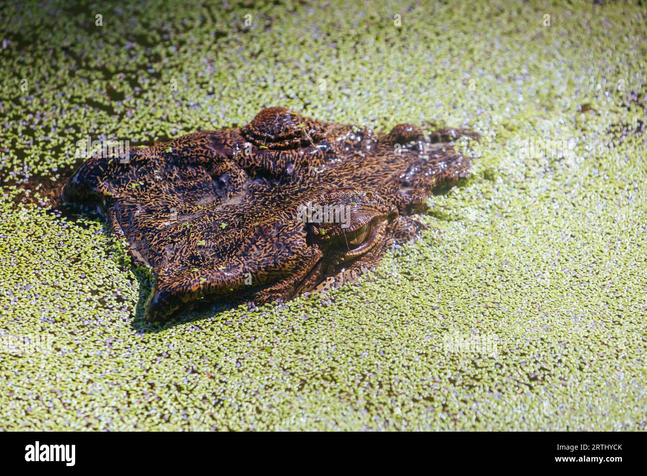 Wait patiently for prey hi-res stock photography and images - Alamy
