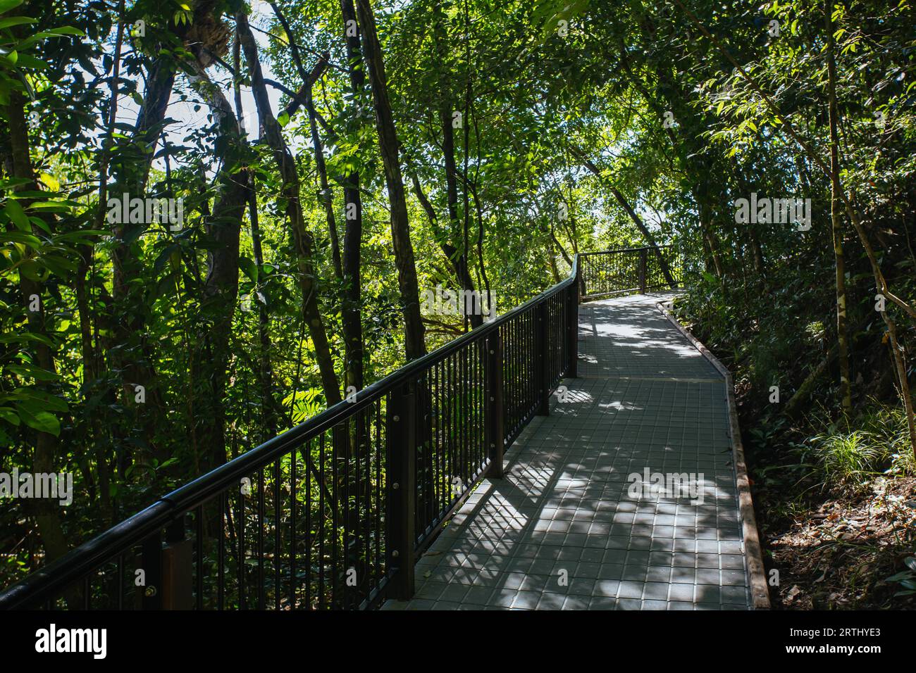 Landscape on the walk to Cape Tribulation Beach Lookout in the Daintree ...