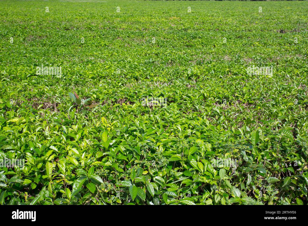 Fields of tea leaves in the Daintree region of Queensland, Australia ...