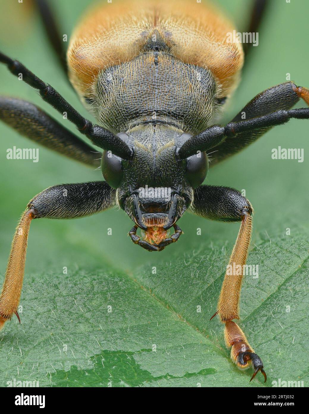 Portrait of a black and yellow Longhorn Beetle (Red Pine Longhorn ...