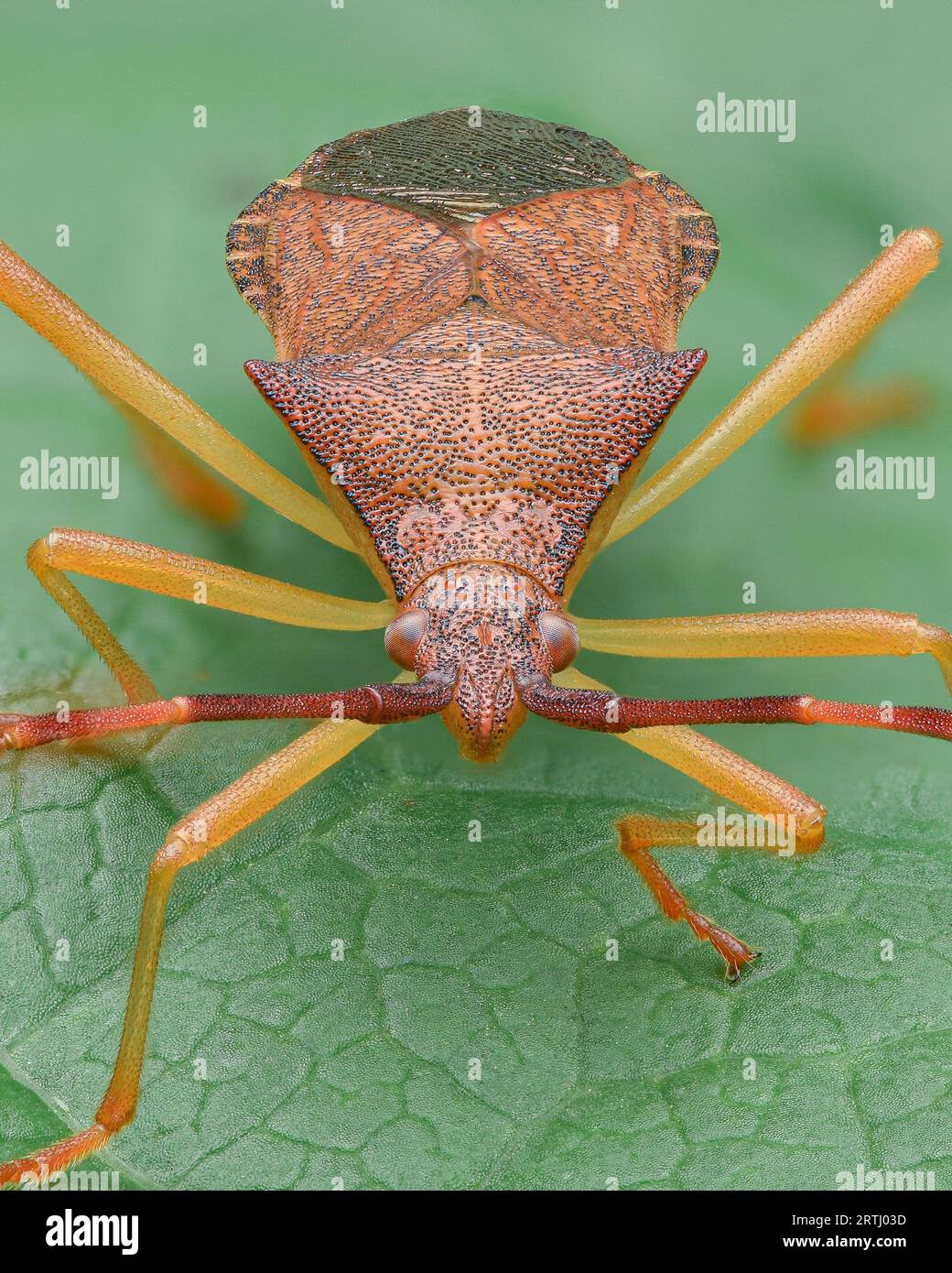 Full view of a brown Leaf-footed Bug with yellow legs, on a green leaf ...