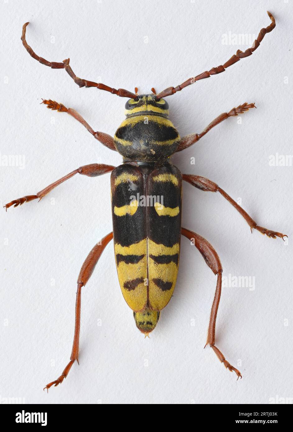 Dorsal view of a black and yellow Longhorn Beetle mimicking a wasp ...