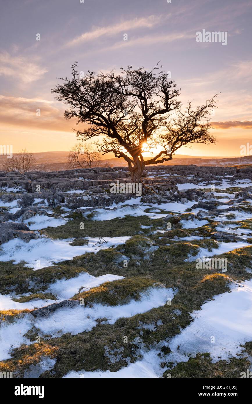 Lone tree limestone pavement winskill hi-res stock photography and ...