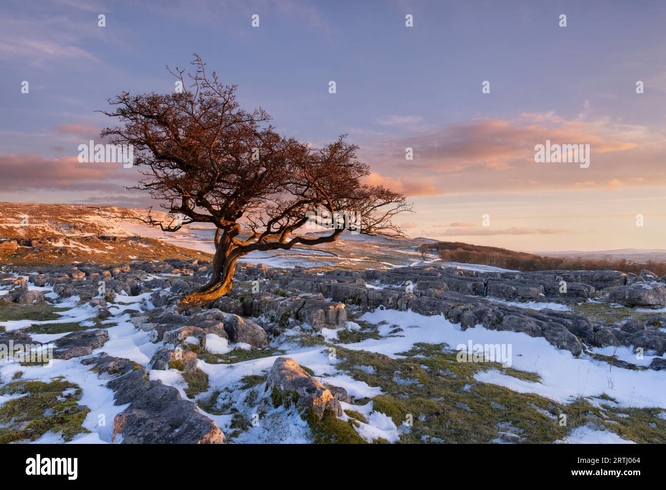 Lone tree limestone pavement winskill hi-res stock photography and ...
